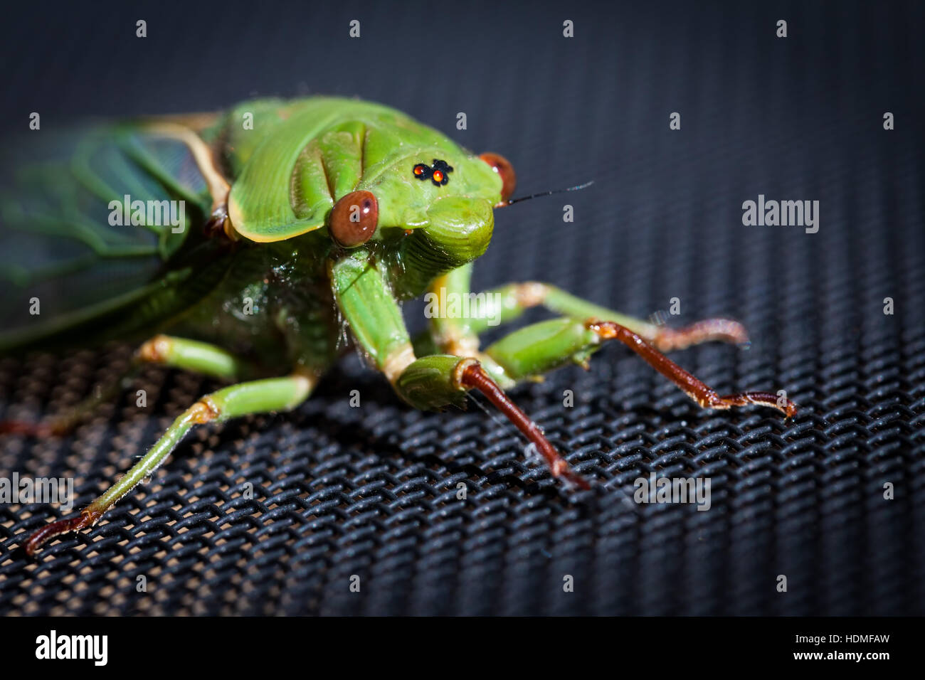 The Green Grocer Cicada extreme closeup portrait - one of the loudest ...