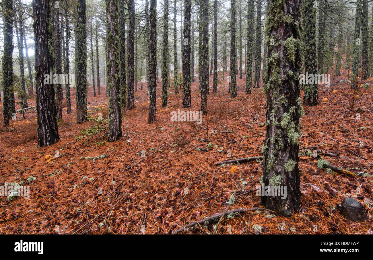 Winter forest landscape at Troodos mountains with pine trees and orange ...