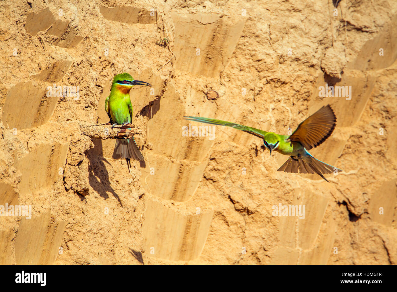 Flying blue tailed bee eater hi-res stock photography and images - Alamy