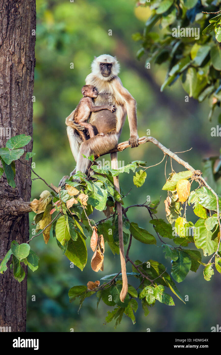Hanuman langur in Bardia national park, Nepalspecie Semnopithecus ...