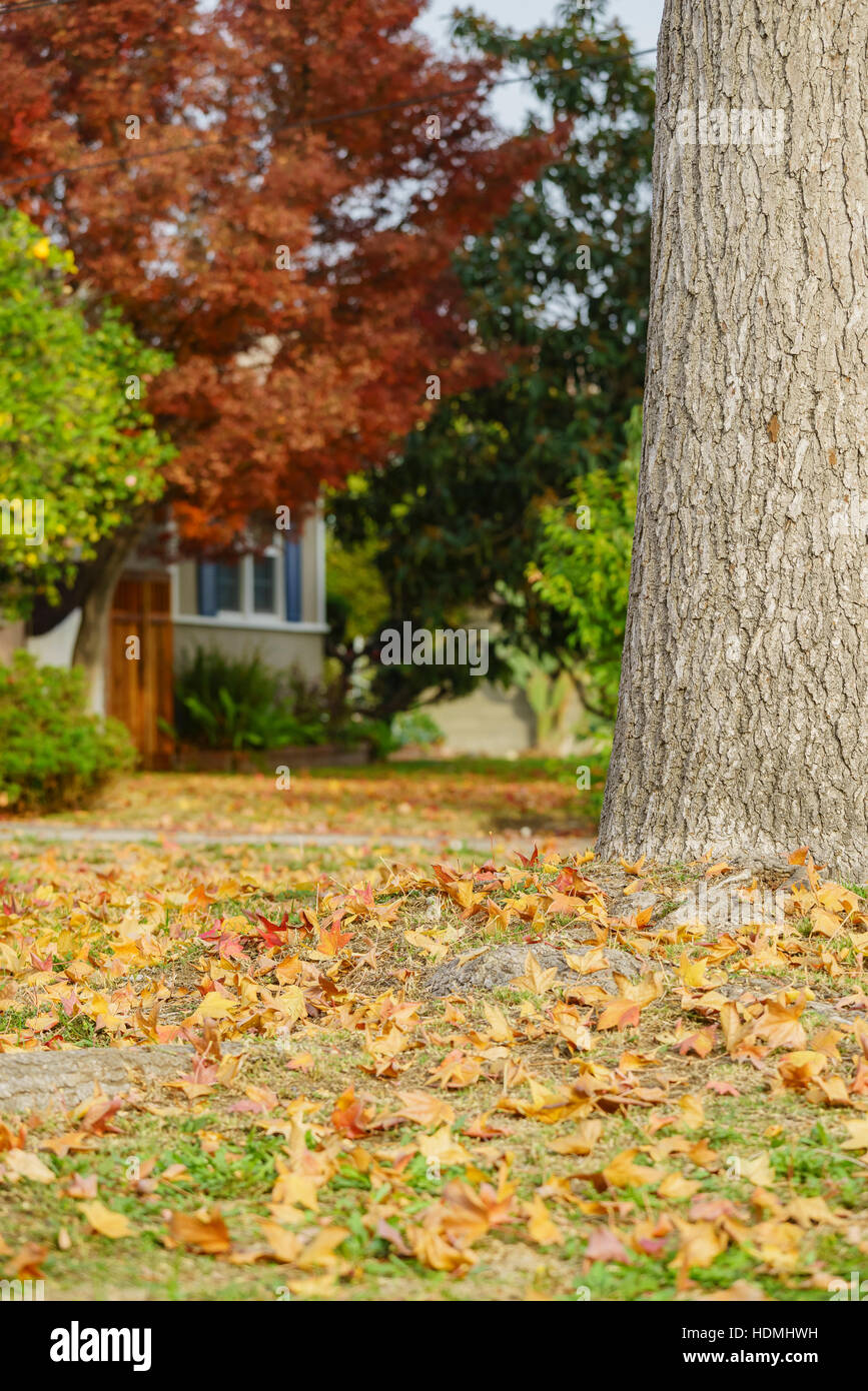 Beautiful maple tree with fall color in front of a house, saw at Temple ...