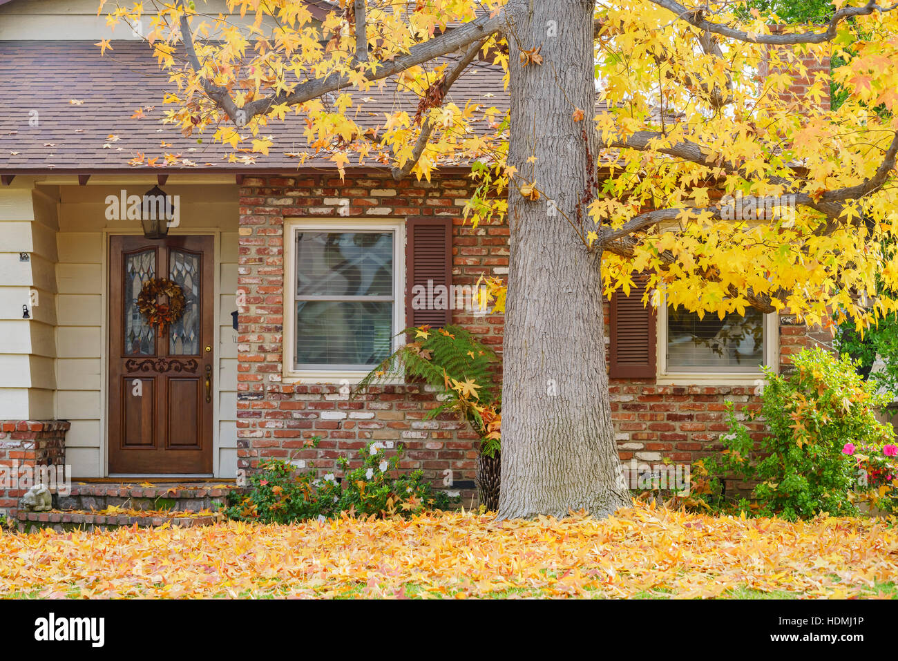 Temple City, DEC 12: Beautiful maple tree with fall color in front of a ...