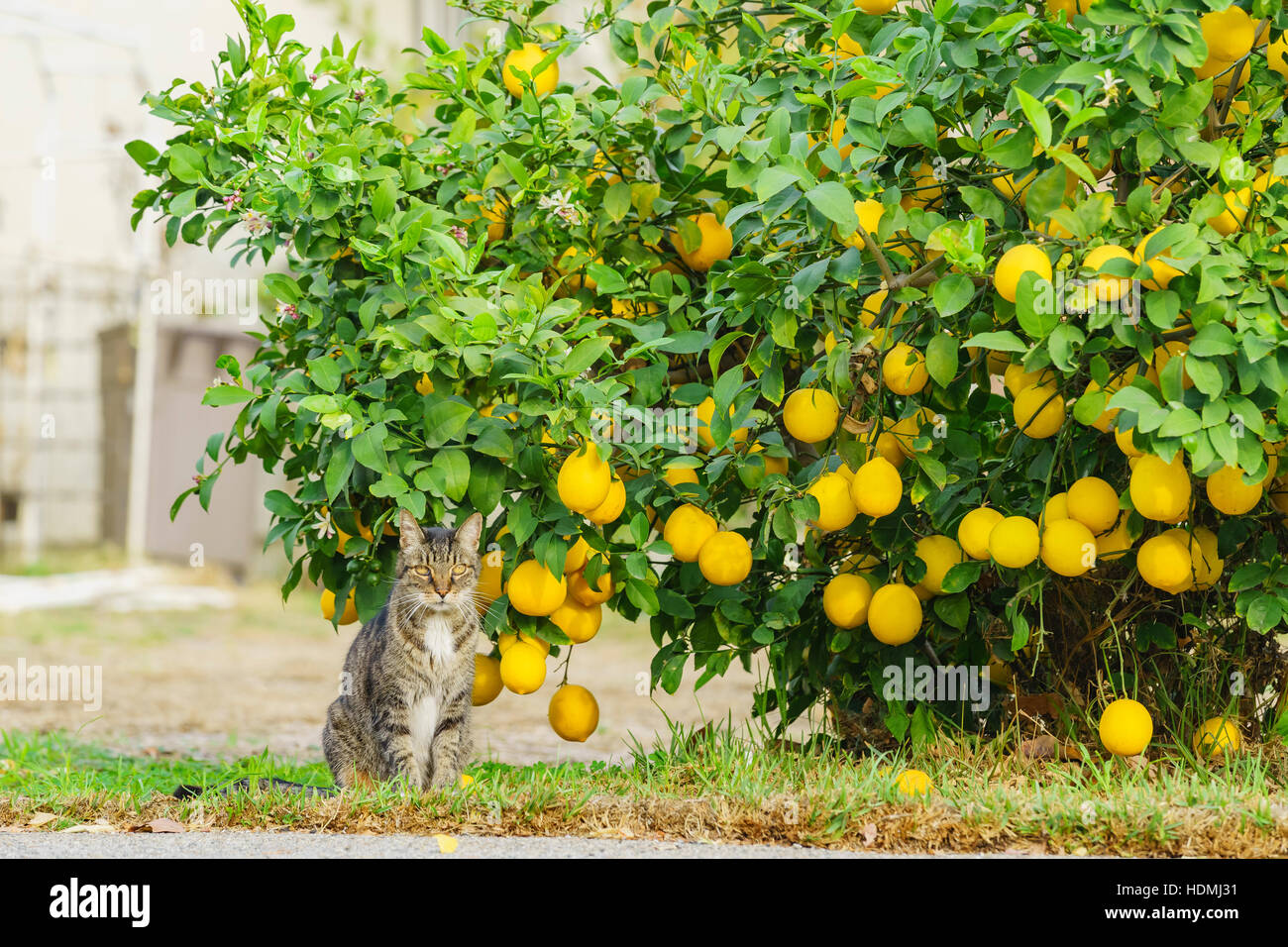 Wild Lemon Tree High Resolution Stock Photography and Images - Alamy