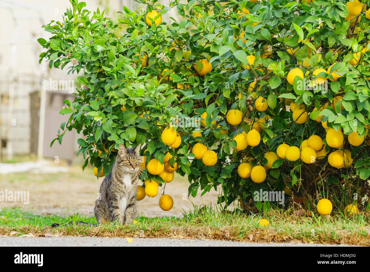 Mature lemon hanging on tree with a cat sitting below, saw at Temple ...