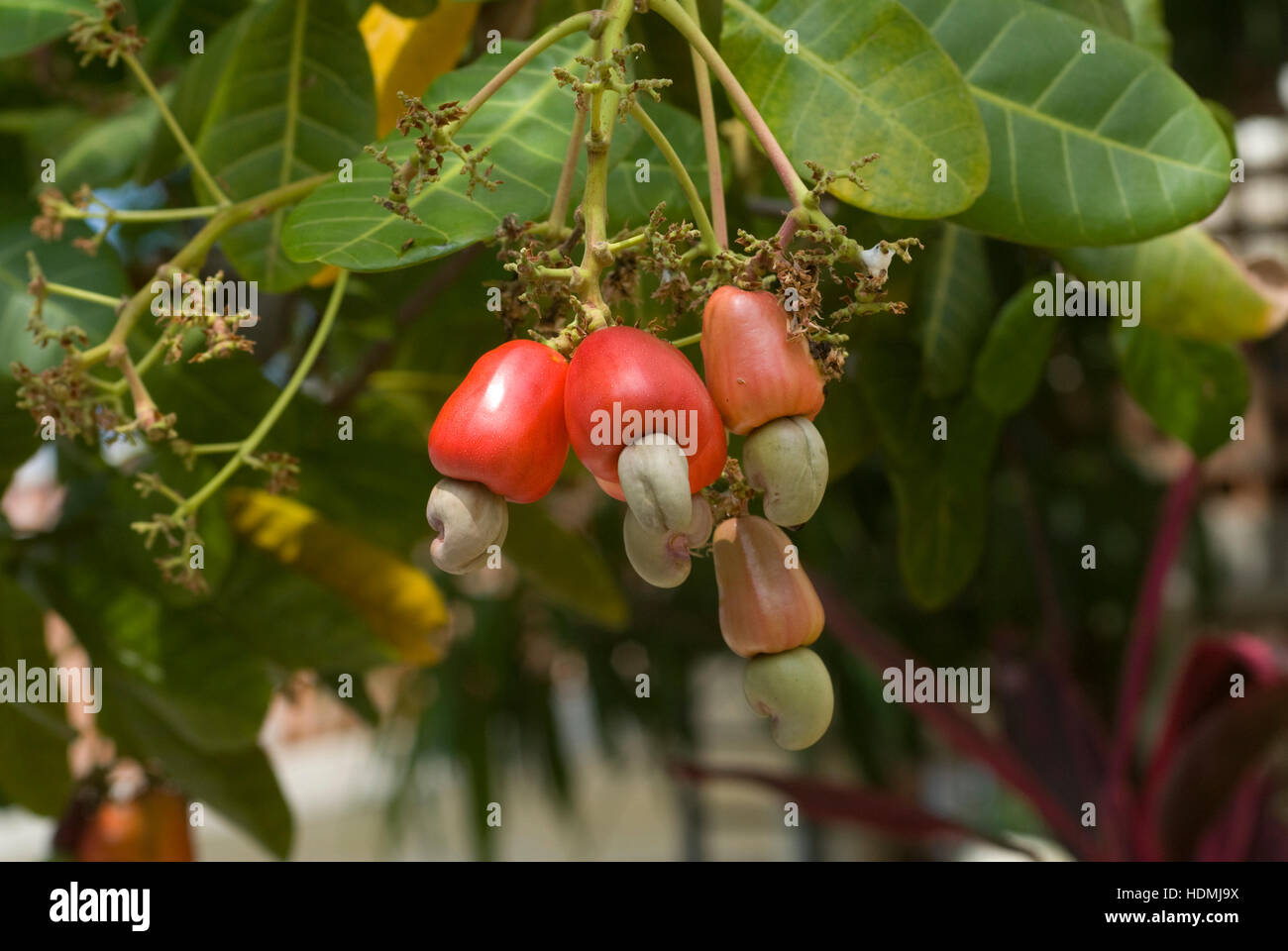 Fresh cashews & fruit cashew apple on tree (Anacardium family) Acapulco ...
