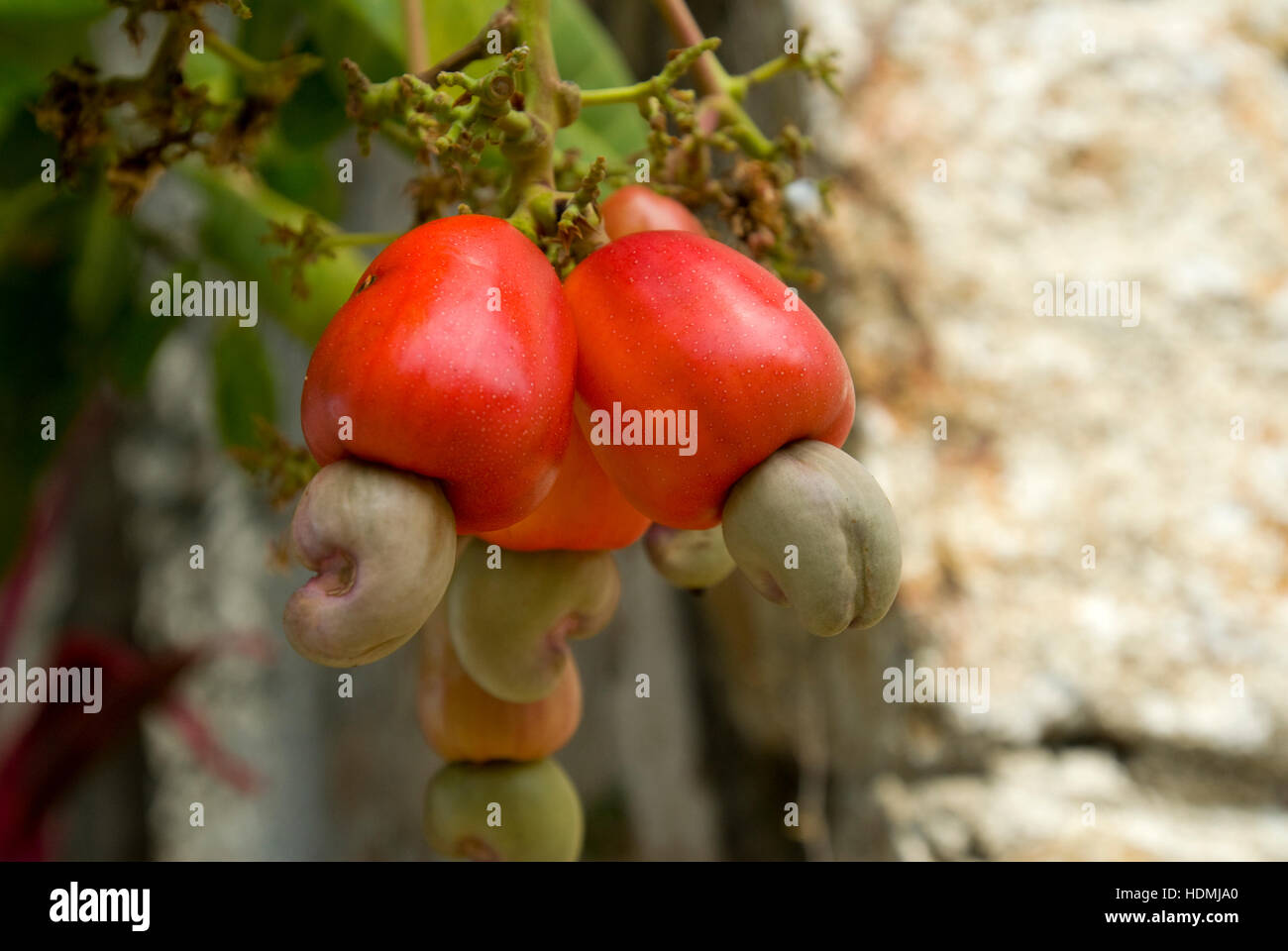 Fresh cashews & fruit cashew apple on tree (Anacardium family) Acapulco ...