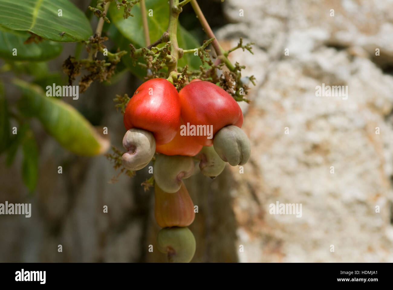 Cashew Apple Tree A Tree, B Leaf, C Tree With Fruits, D Fruits, E