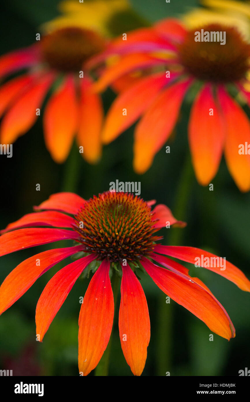 Echinacea cheyenne spirit Stock Photo - Alamy