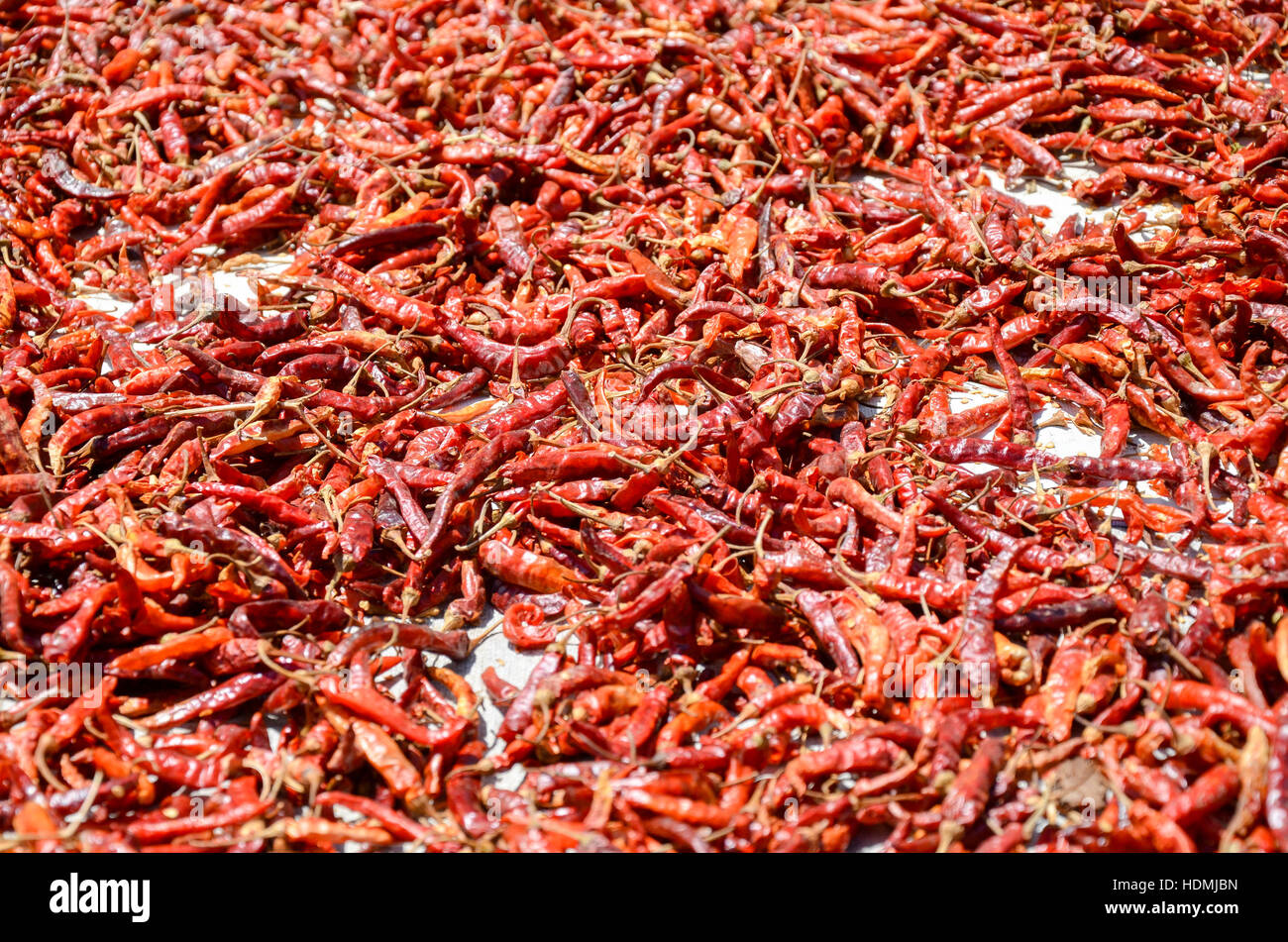 Close up view of red chilli peppers left to dry by the sun Stock Photo ...