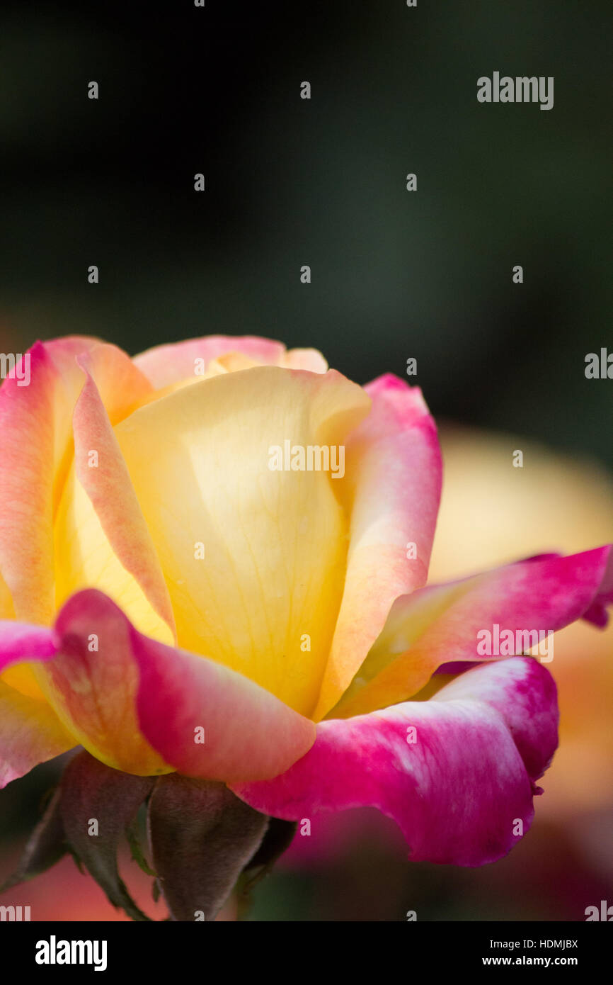 Beautiful trendy hi-res stock photography and images - Alamy