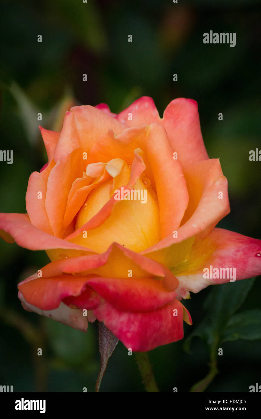Rose sunset hi-res stock photography and images - Alamy