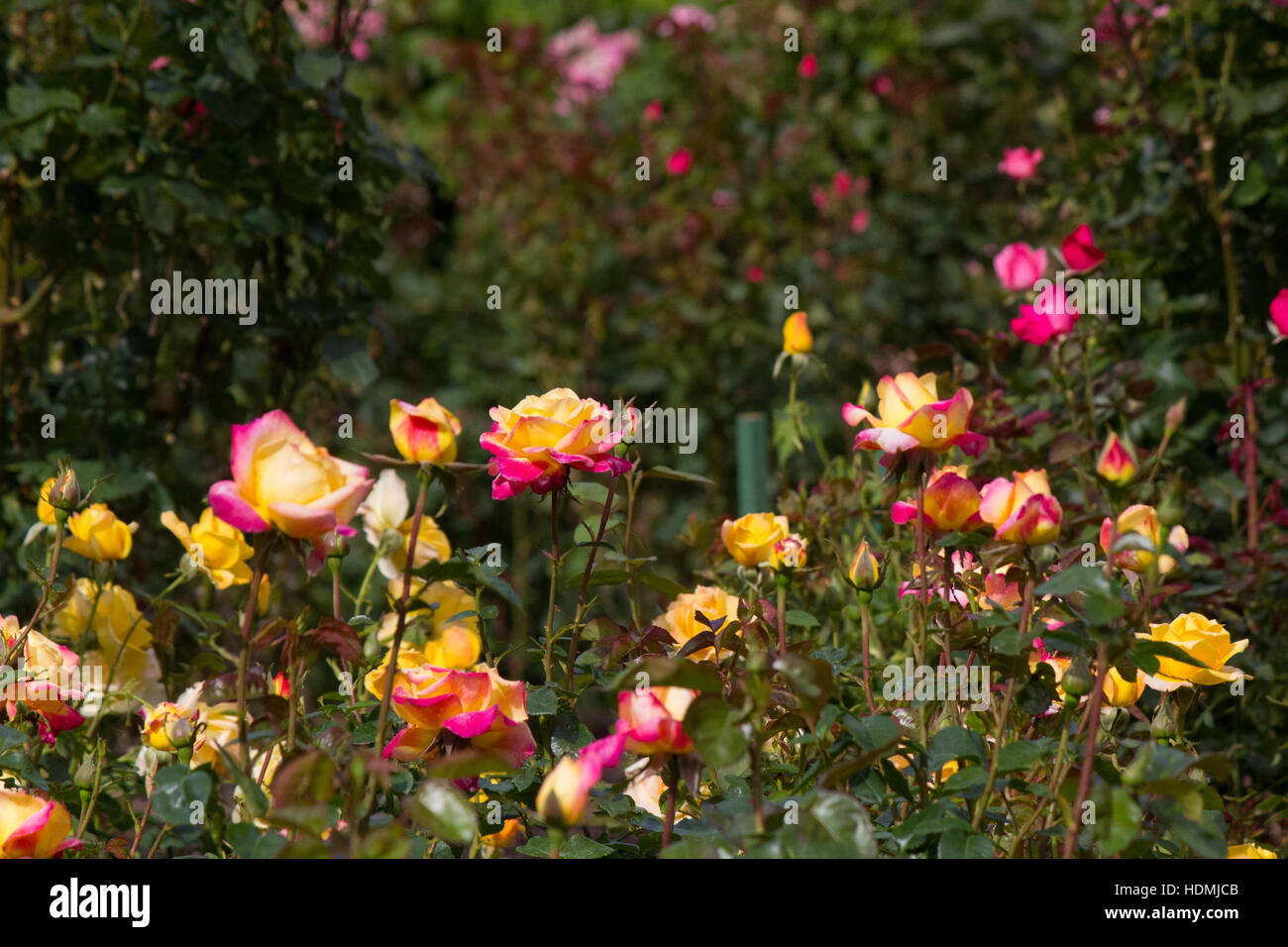 Meadow roses hi-res stock photography and images - Alamy