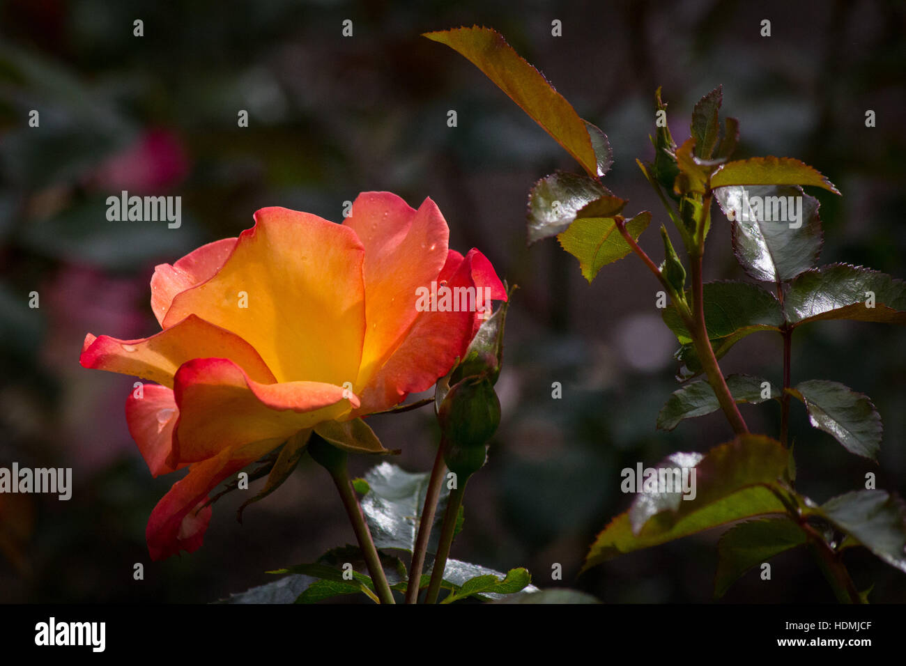 A rose by any other name Stock Photo - Alamy