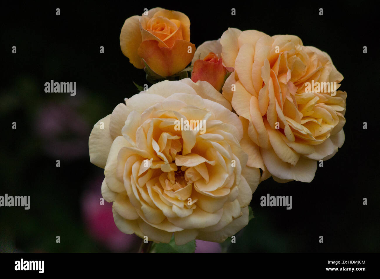 Dusty Orange Roses Stock Photo - Alamy