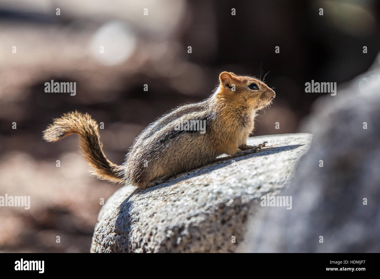 Chipmunk close up hi-res stock photography and images - Alamy