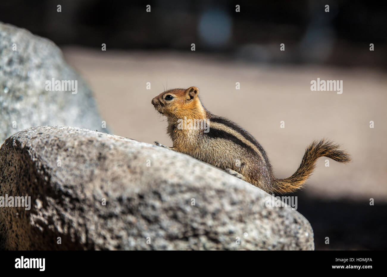Cute chipmunk hi-res stock photography and images - Alamy