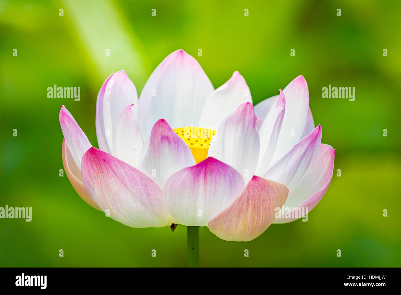 Photo of lotus flower hi-res stock photography and images - Alamy