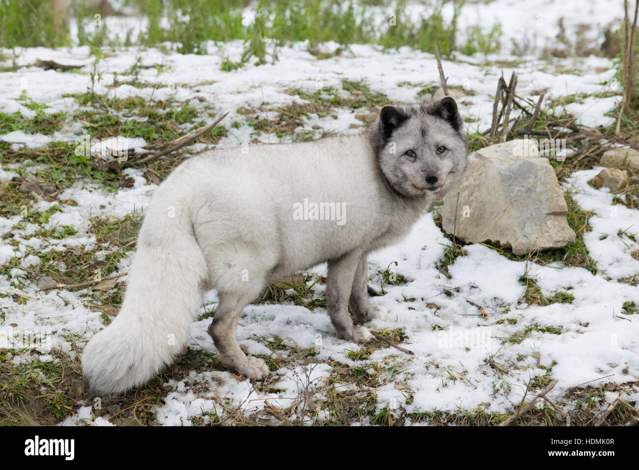 An adult Arctic Fox Stock Photo - Alamy