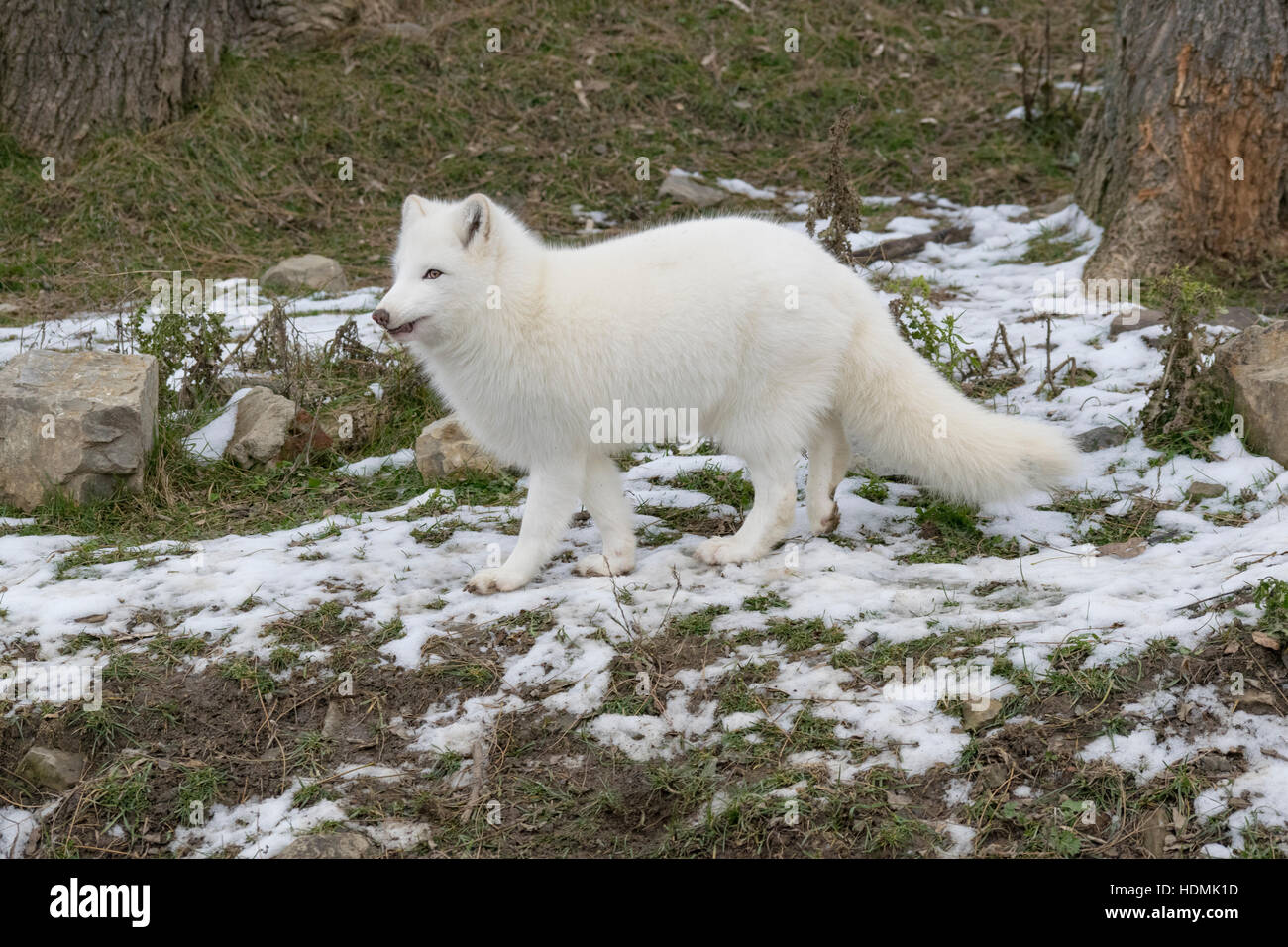 A young Arctic Fox Stock Photo - Alamy