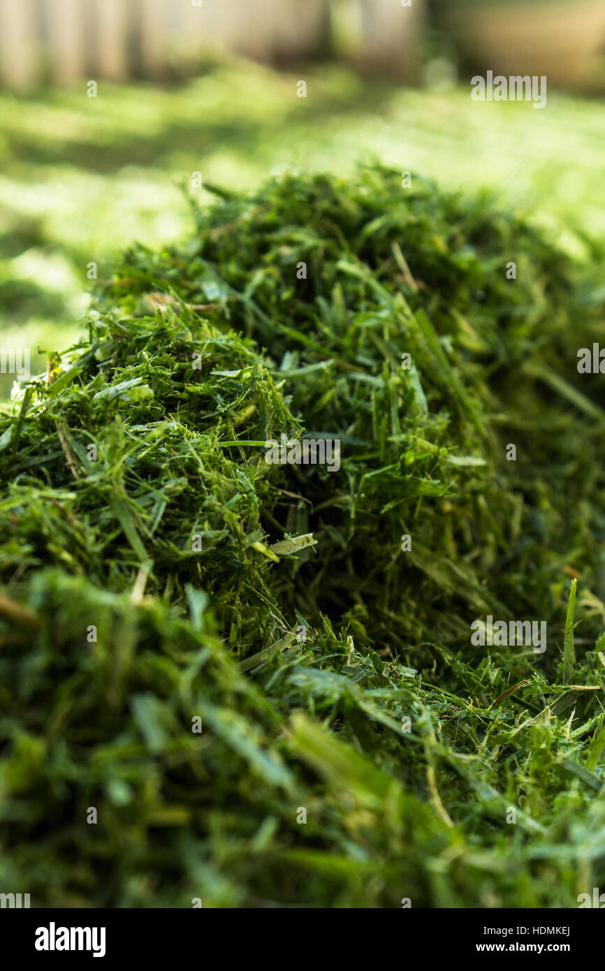 Grass pile hi-res stock photography and images - Alamy