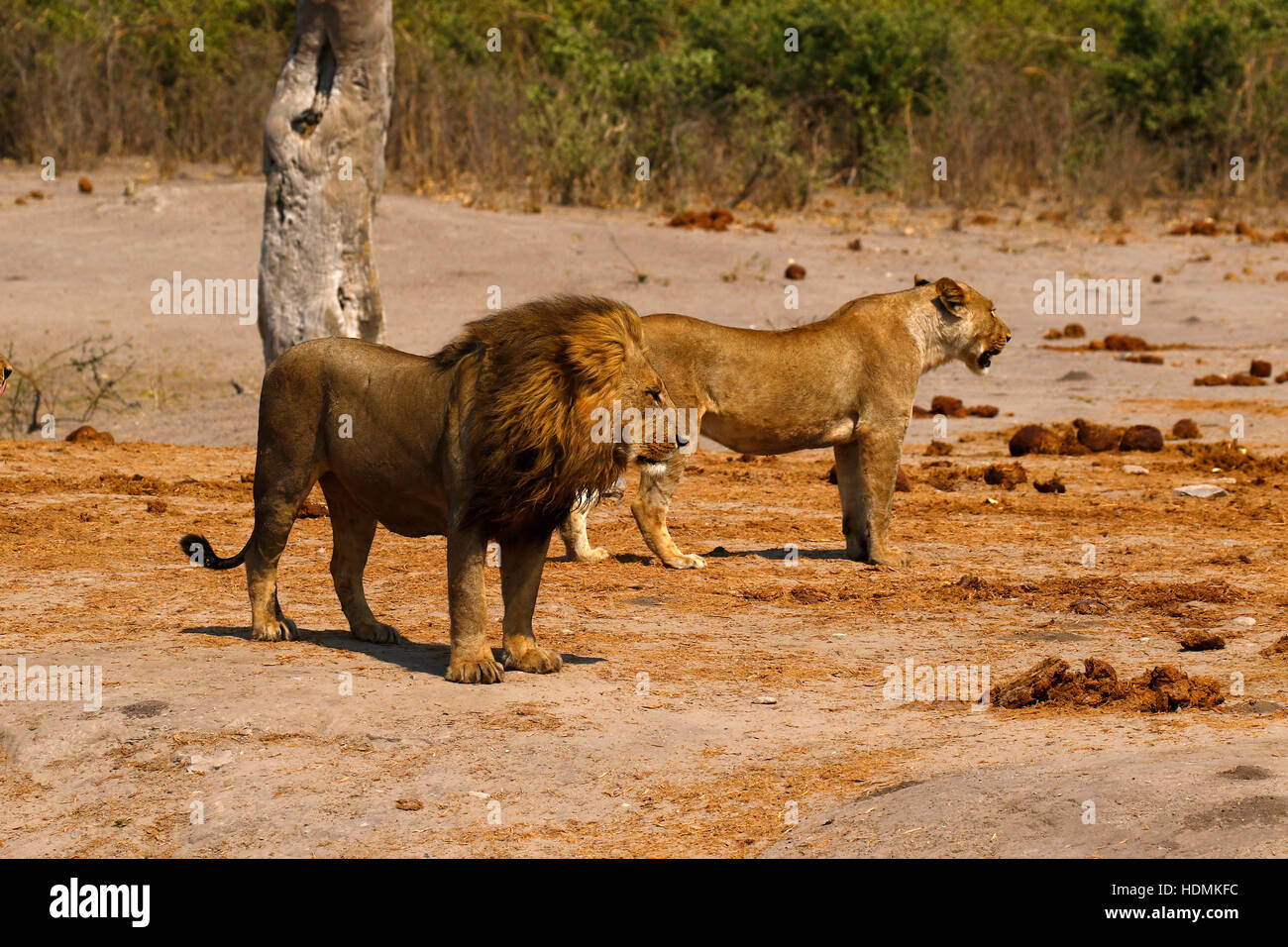 Lions, our regal predator of the African savanna Stock Photo - Alamy