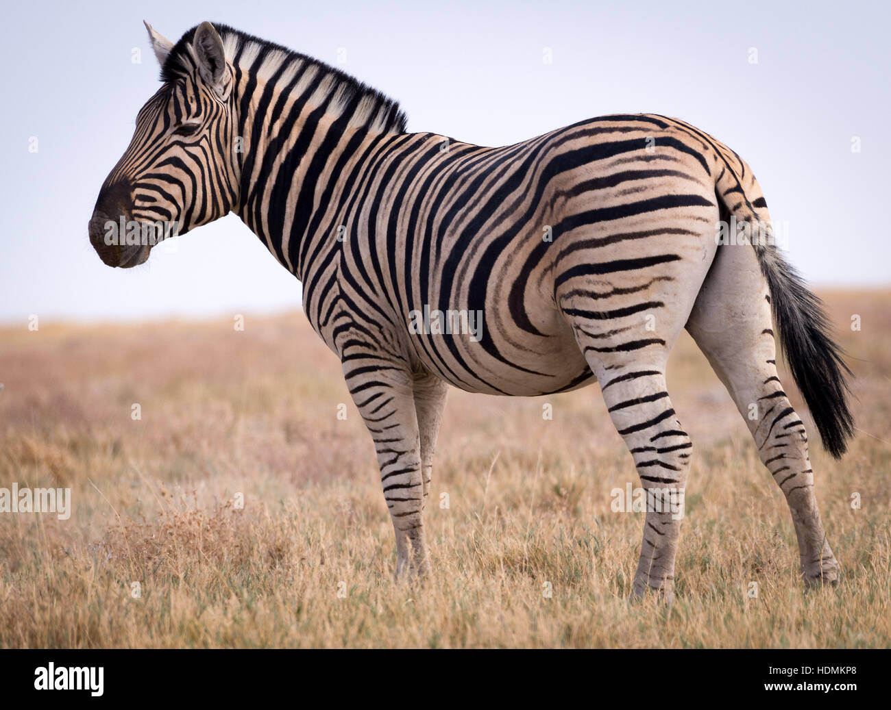 A single Zebra in the bush, Etosha National Park, Namibia Stock Photo ...