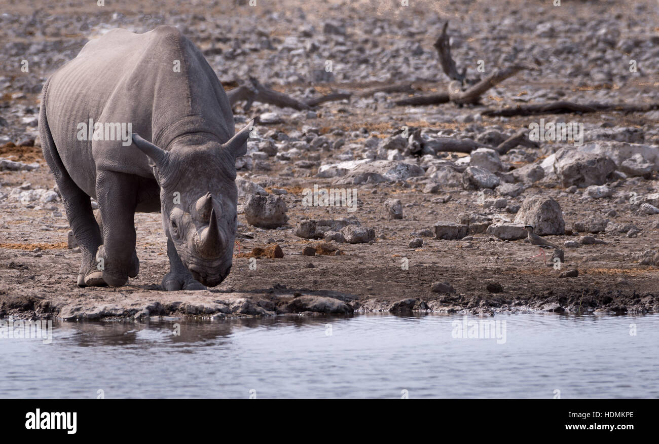 Rhinoceros approaches an all too rare water hole in the Etosha National ...