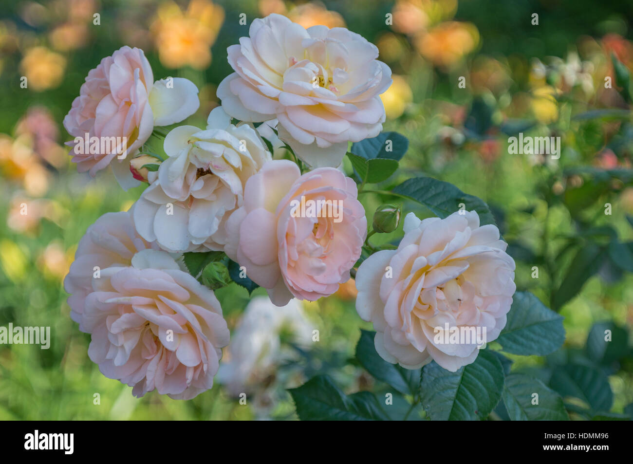 Bunch of pale ping roses close up Stock Photo - Alamy