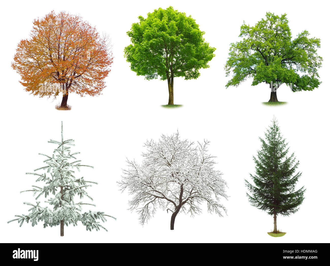 set of trees isolated on white background Stock Photo - Alamy