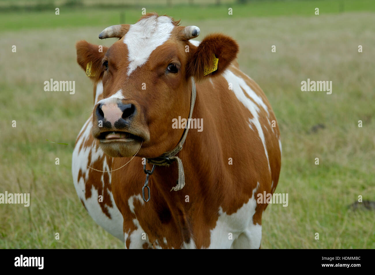 Beautiful cows in farmland in The Netherlands Stock Photo - Alamy
