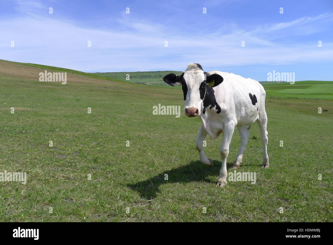 Beautiful cows in farmland in The Netherlands Stock Photo - Alamy