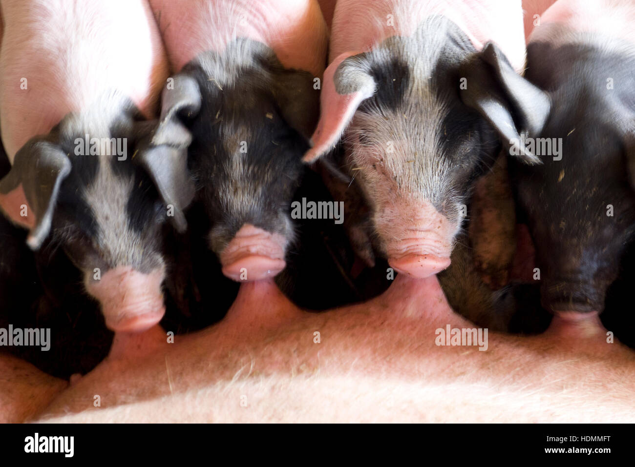 Pig eating hay piglet hi-res stock photography and images - Alamy