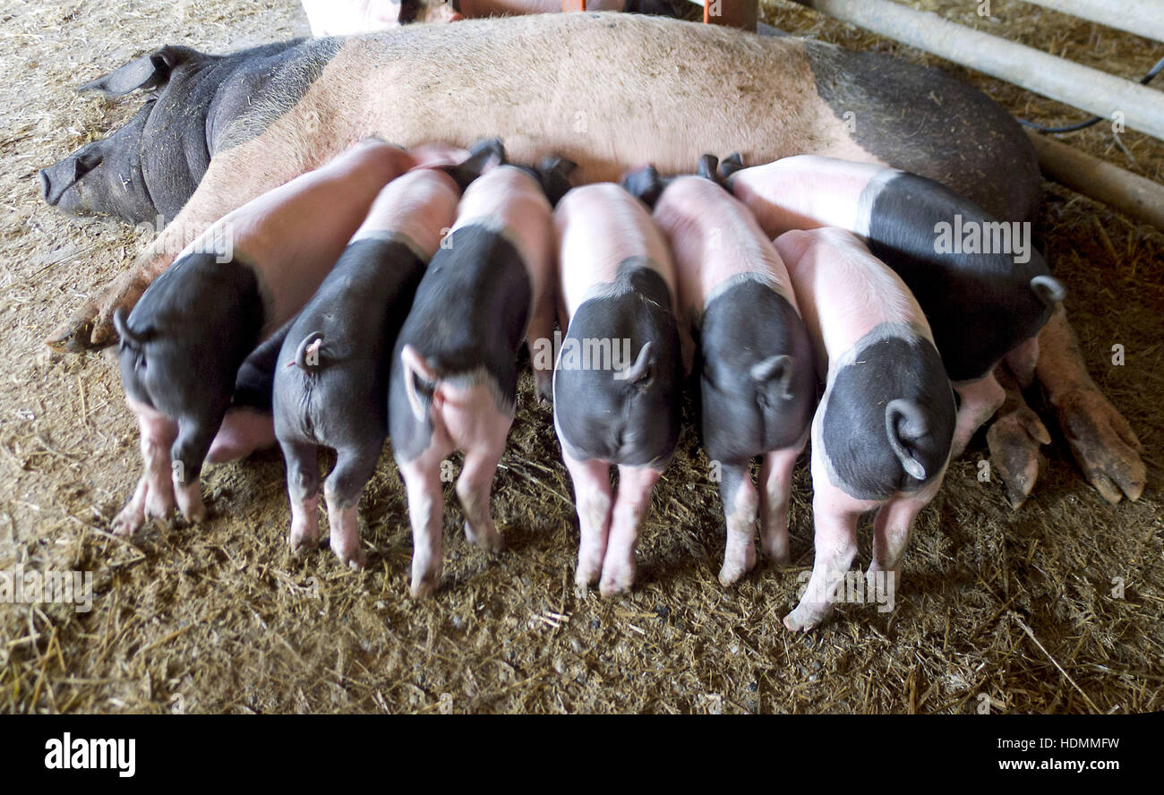Little piglets drinking milk in a farm Stock Photo - Alamy