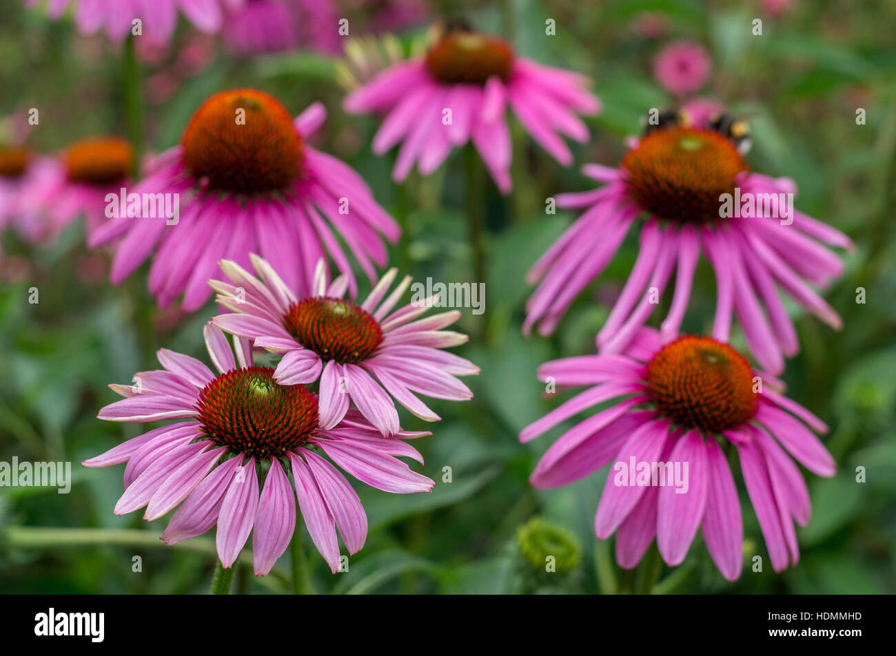 Purple Cone flowers close up Echinacea purpurea Stock Photo - Alamy
