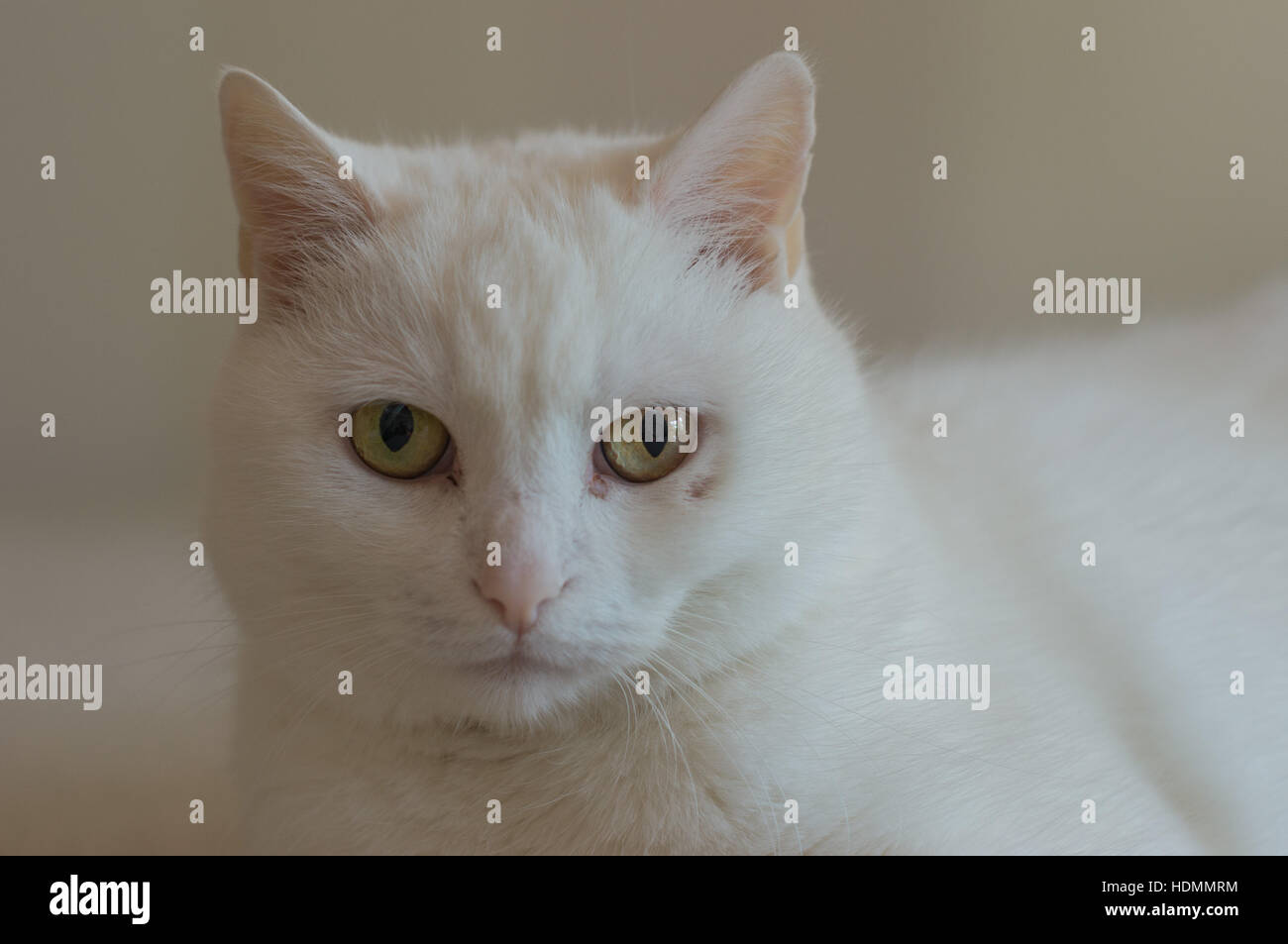 White catkin hi-res stock photography and images - Alamy