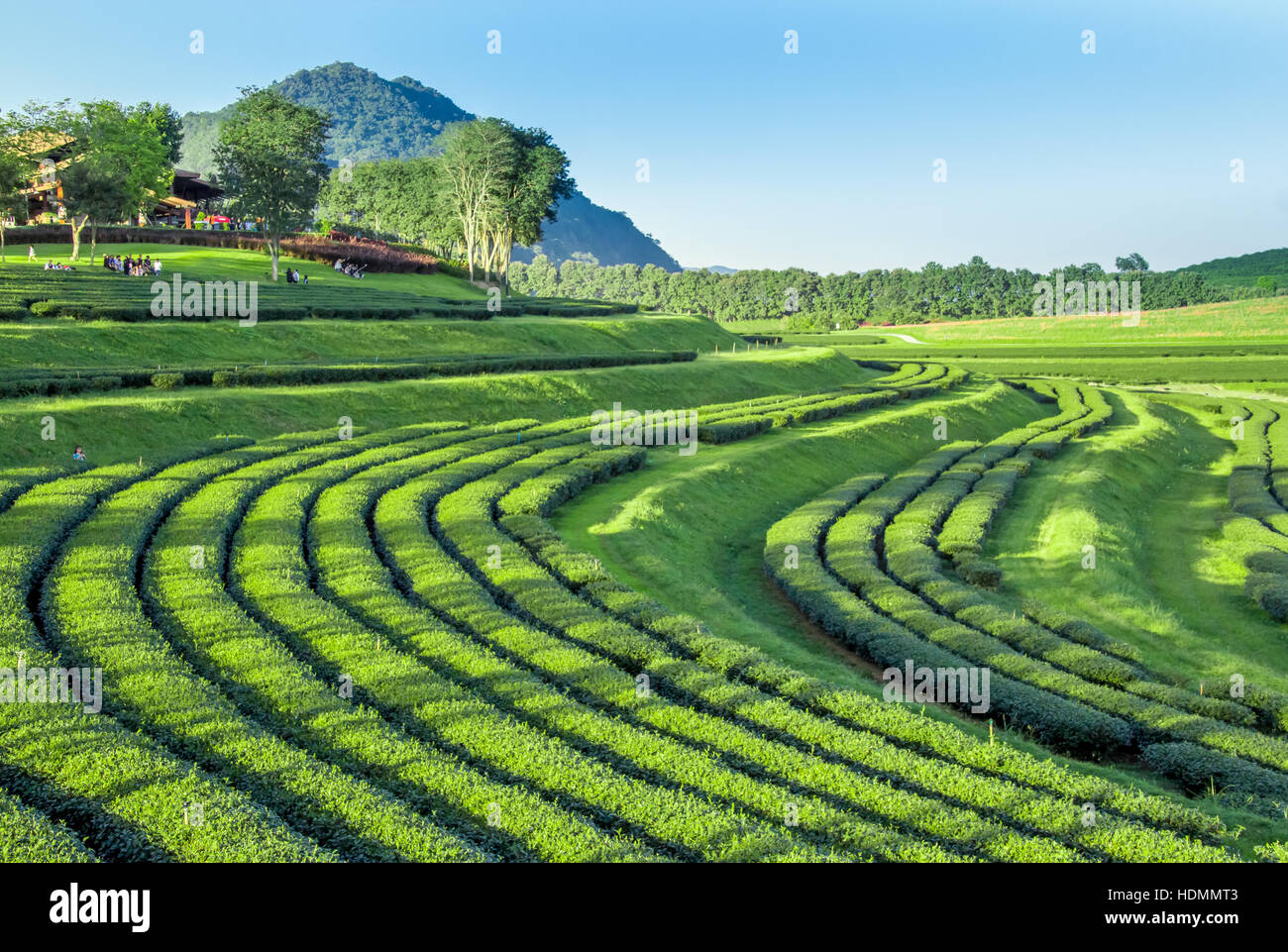 Tea plantation, tea field, tea farm Stock Photo - Alamy