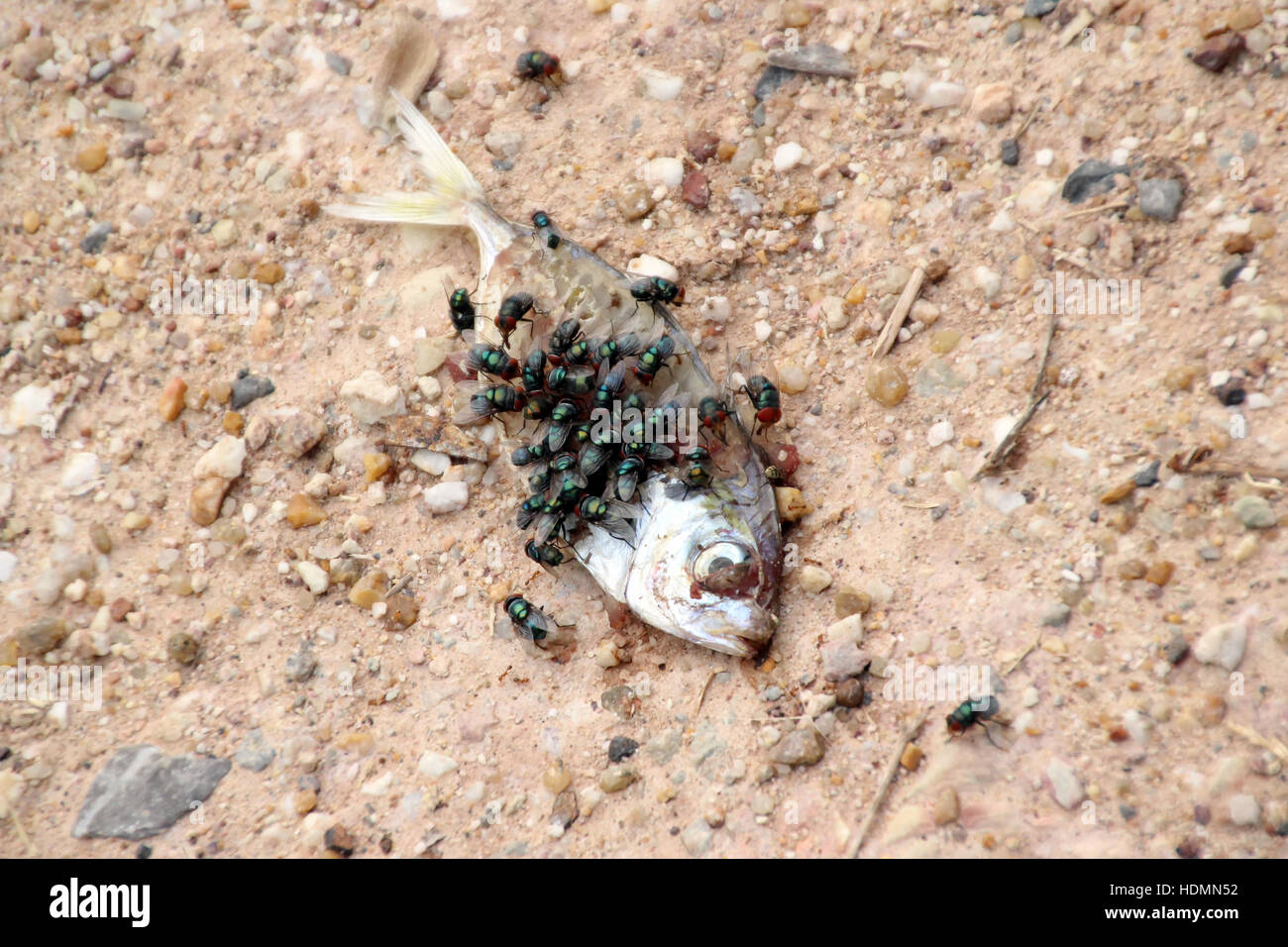 Dirt and carriers of disease - Rotten fish and flies Stock Photo - Alamy