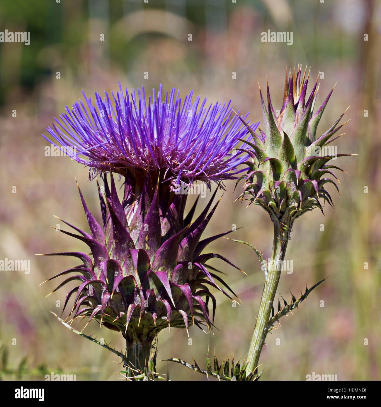 Thistle flower spain hi-res stock photography and images - Alamy