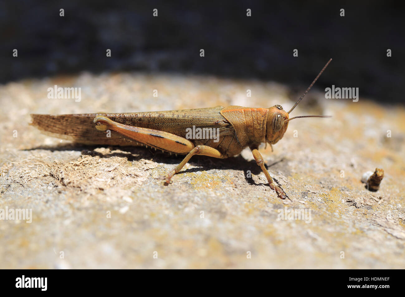 Egyptian Locust (Anacridium aegyptium), Andalucia, Spain Stock Photo ...