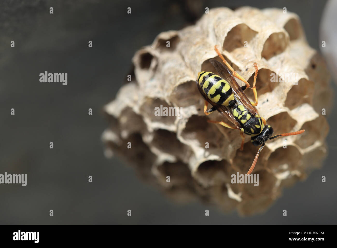 Umbrella nest hi-res stock photography and images - Alamy