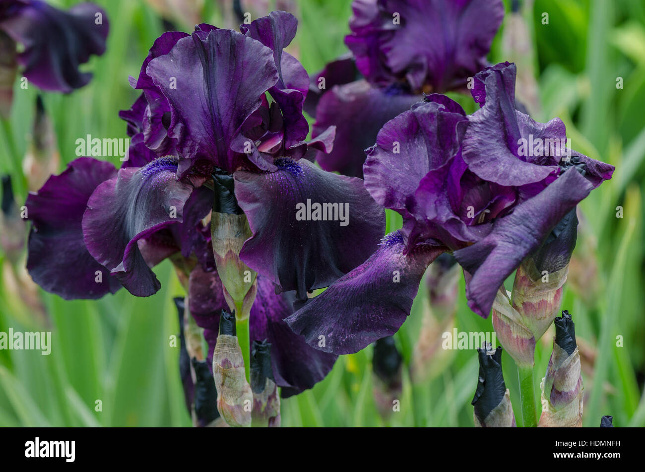 Deep violet irises hi-res stock photography and images - Alamy