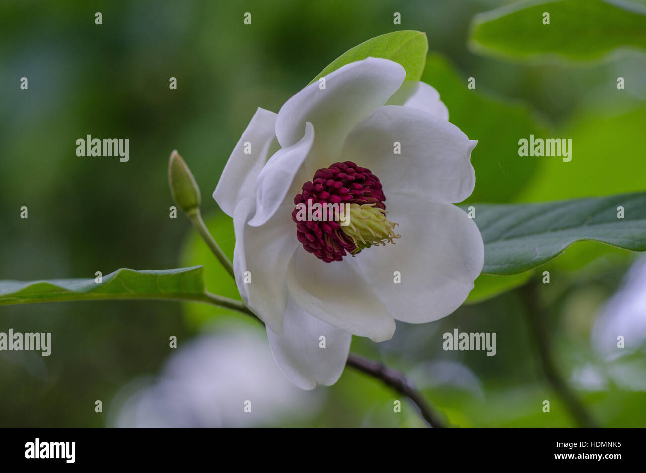 Magnolia sieboldii, Siebold's Magnolia, Korean mountain magnolia Oyama ...