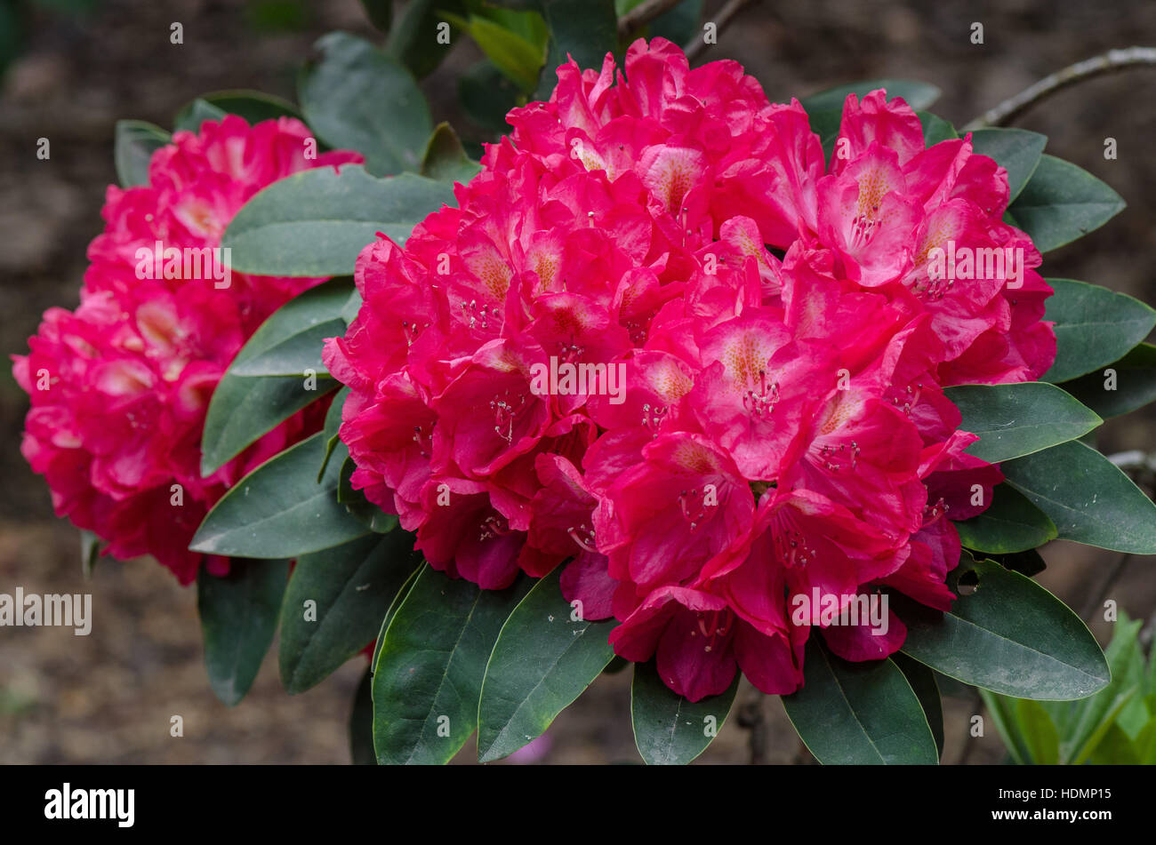 Korean mountain magnolia hi-res stock photography and images - Alamy