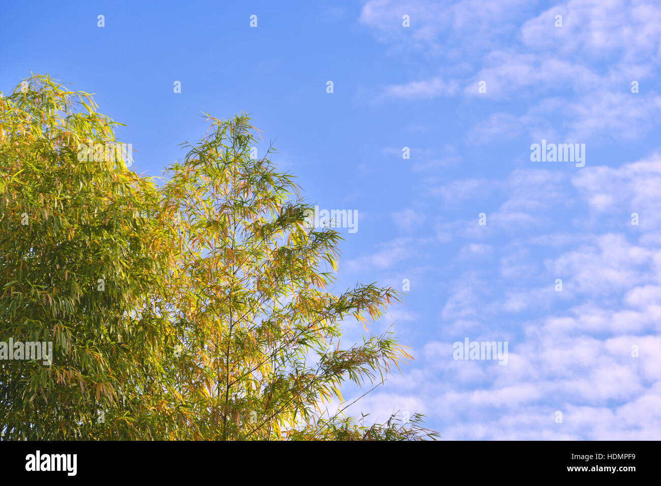 Beautiful Bamboo with rim light and blue sky Stock Photo - Alamy