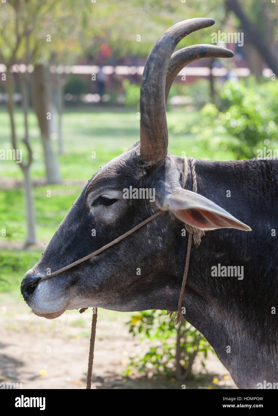 Indian Ox Stock Photos & Indian Ox Stock Images - Alamy
