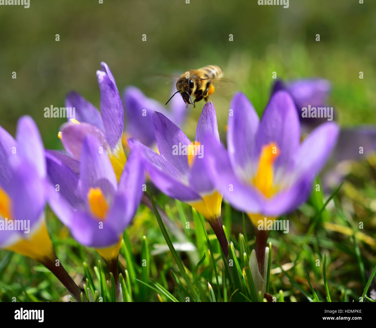 Bee hovering over flower hi-res stock photography and images - Alamy
