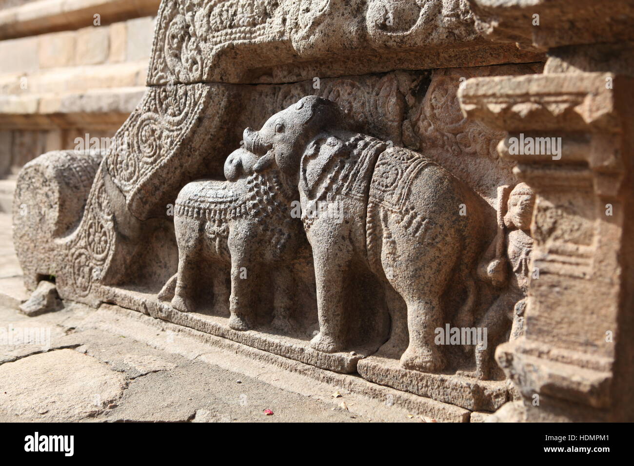 Indian bull elephant hi-res stock photography and images - Alamy