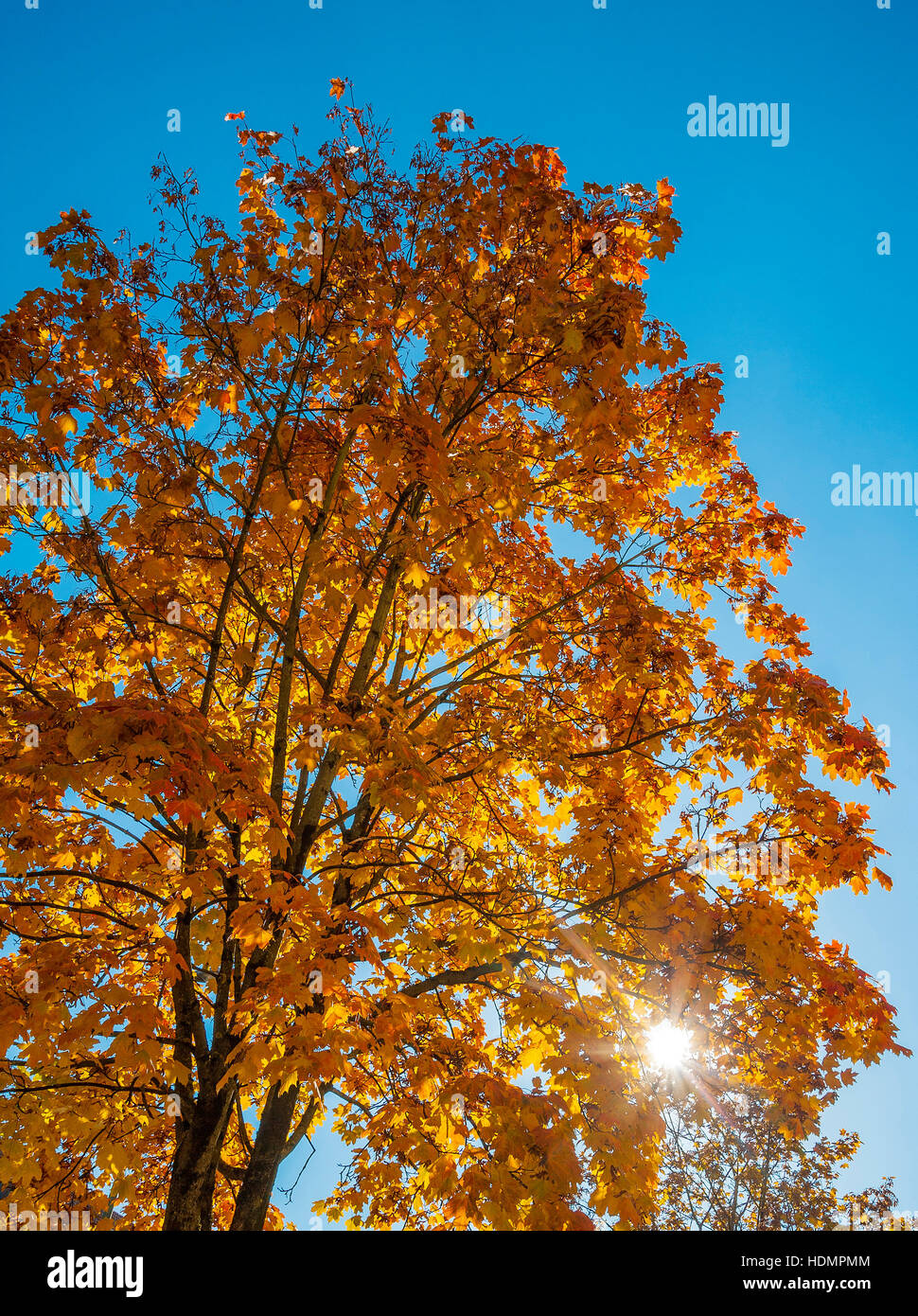 Low sun through leaves hi-res stock photography and images - Alamy