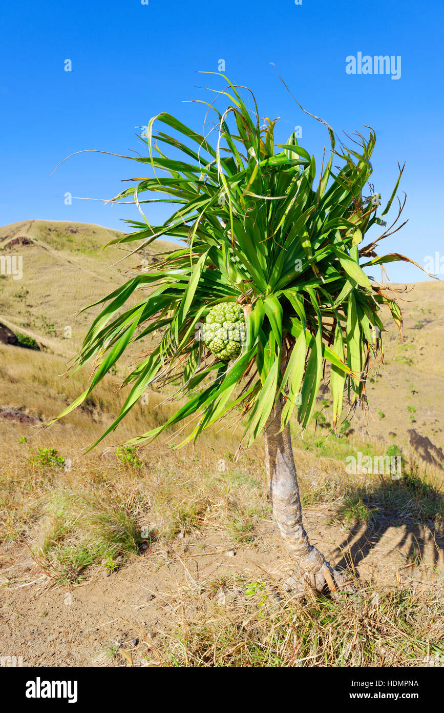 Yucca palm (Yucca) with fruit, Nacula Island, Yasawa, Fiji, South ...