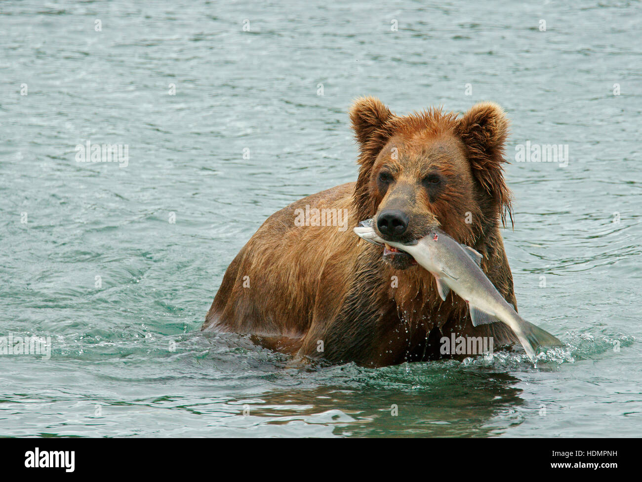 Brown bear with salmon in mouth hi-res stock photography and images - Alamy